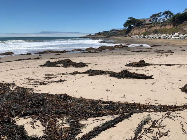 Beach Cleanup @ Corcoran Lagoon Beach